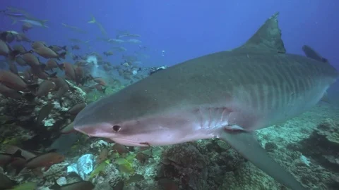 tiger shark appears behind colorful reef... | Stock Video | Pond5