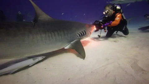 Tiger Shark approaches scuba diver in cl... | Stock Video | Pond5