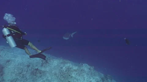 Hot Scuba Diver Stock Videos – Royalty-Free HD & 4K Videos