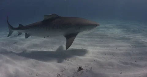 Shark Dorsal Stock Footage ~ Royalty Free Stock Videos | Pond5