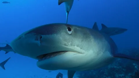 Tiger Face M Stock Videos – Royalty-Free HD & 4K Videos | Pond5