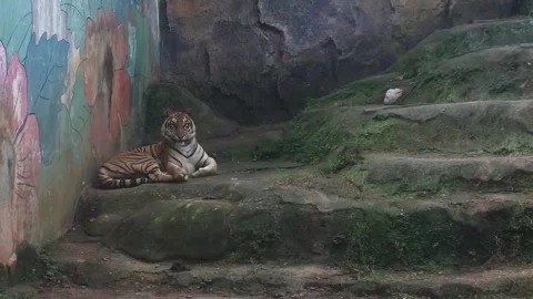 Tiger sitting in his cage at Semarang Zo... | Stock Video | Pond5