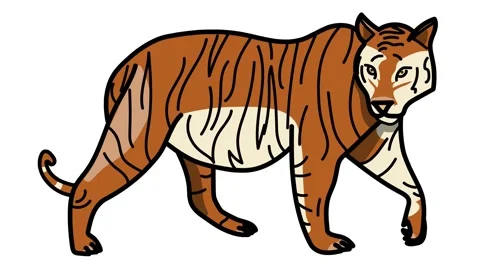 tiger Sketch and 2d animation | Stock Video | Pond5