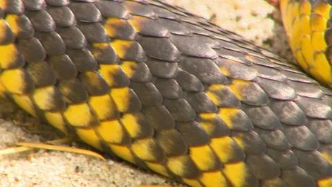 Tiger Face M Stock Videos – Royalty-Free HD & 4K Videos | Pond5