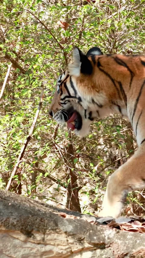Zoo Tiger Stock Videos – Royalty-Free HD & 4K Videos | Page 6