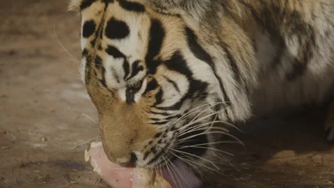 Tiger taking big bites of his food slow ... | Stock Video | Pond5