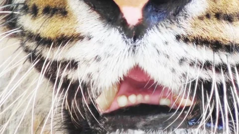 tiger teeth, close-up, macro | Stock Video | Pond5
