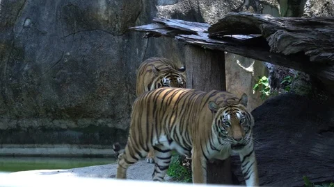 tiger walking and looking into camera in... | Stock Video | Pond5