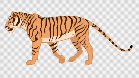 Tiger walking animation with transparent... | Stock Video | Pond5