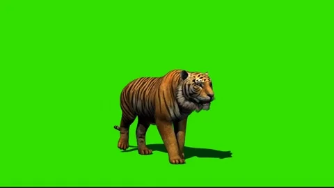 Green Screen Tiger Stock Footage ~ Royalty Free Stock Videos | Pond5