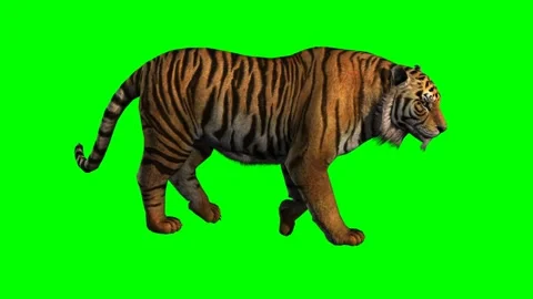 Tiger Walking Green Screen Animation (4) | Stock Video | Pond5