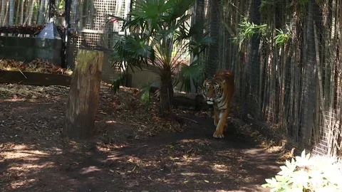 Zoo Tiger Stock Videos – Royalty-Free HD & 4K Videos | Page 4
