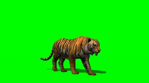 Tiger walks - green screen | Stock Video | Pond5