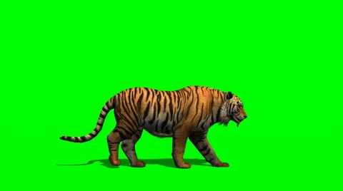 Tiger Green Screen Stock Videos – Royalty-Free HD & 4K Videos | Pond5