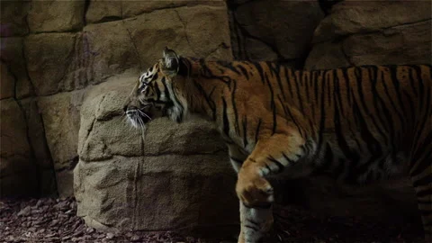 Yawn Stretch Stock Footage ~ Royalty Free Stock Videos | Pond5