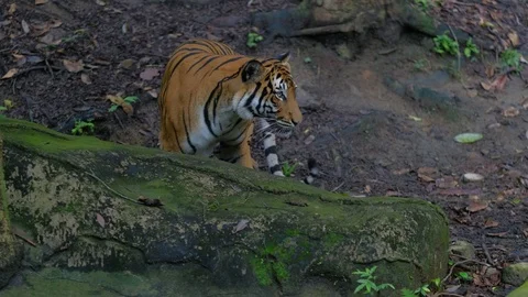 Zoo Tiger Stock Videos – Royalty-Free HD & 4K Videos | Page 6