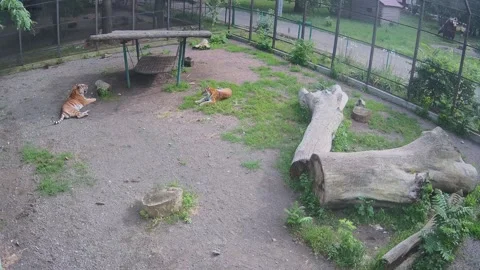 Opposite Of Predator Stock Videos – Royalty-Free HD & 4K Videos | Pond5