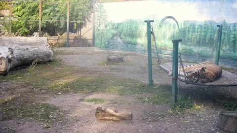 Tigers sharpen their claws on the swing | Stock Video | Pond5