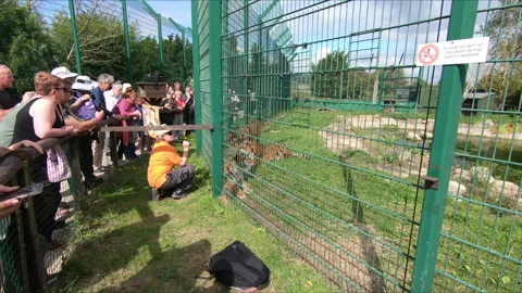 Tigers watch keeper give talk at the isl... | Stock Video | Pond5