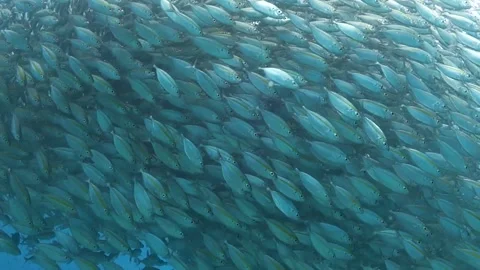 Tight Thai P Stock Videos – Royalty-Free HD & 4K Videos