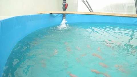 Breeding Fish Stock Video Footage | Royalty Free Breeding Fish Videos ...