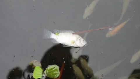 Tilapia die in polluted water. Dead tila... | Stock Video | Pond5