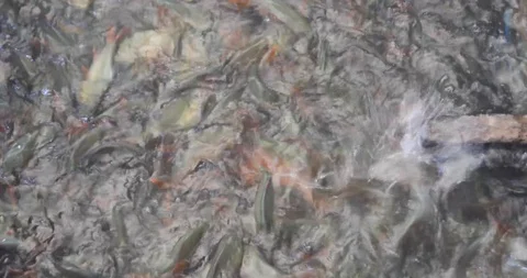 Asian Frenzy 5 Stock Videos – Royalty-Free HD & 4K Videos | Pond5