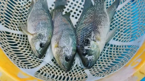 Breeding Brood Stock Video Footage | Royalty Free Breeding Brood Videos ...