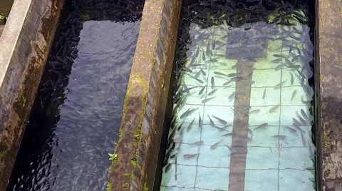 Monteverde Stock Footage ~ Royalty Free Stock Videos | Pond5