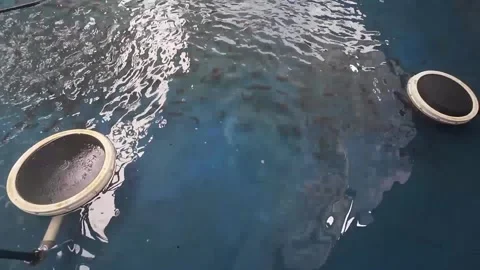 Fish Farming Ponds Stock Videos – Royalty-Free HD & 4K Videos | Pond5