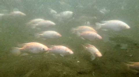 Tilapia Stock Video Footage | Royalty Free Tilapia Videos | Pond5