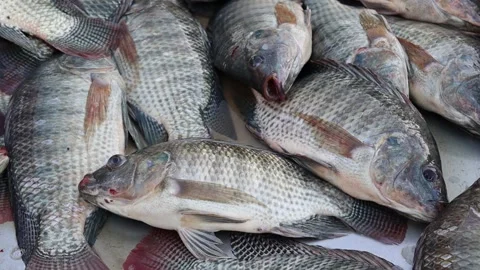 Tilapia fishes still alive fresh in meta... | Stock Video | Pond5