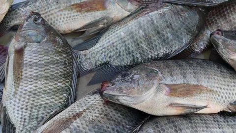 Fresh and Alive Stock Videos – Royalty-Free HD & 4K Videos | Pond5