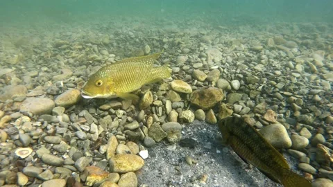 Tilapia St. Peter's fish in the Springs | Stock Video | Pond5
