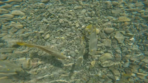 Tilapia St. Peter's fish in the Springs | Stock Video | Pond5