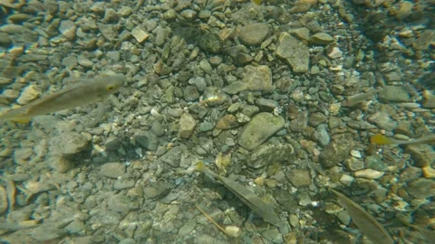 Tilapia St. Peter's fish in the Springs | Stock Video | Pond5