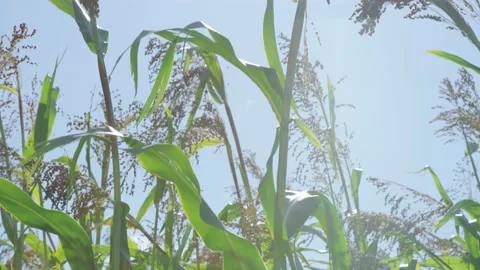 Tilt up corn stock to reveal tassel (mal... | Stock Video | Pond5