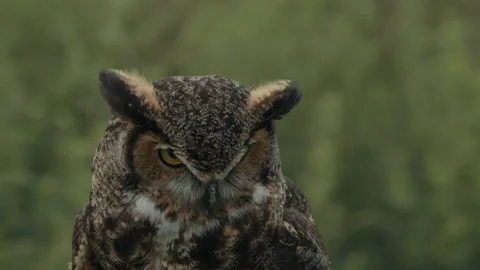 Tilt down to great horned owl on forest ... | Stock Video | Pond5