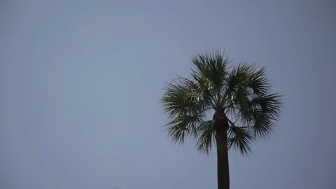 Tilt down of palm trees and a minaret | Stock Video | Pond5