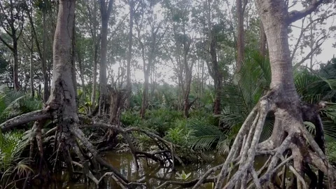 Jungle Swamp Stock Footage ~ Royalty Free Stock Videos | Pond5