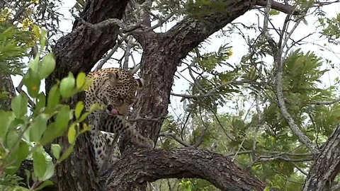 Tilt from female leopard on tree branch ... | Stock Video | Pond5