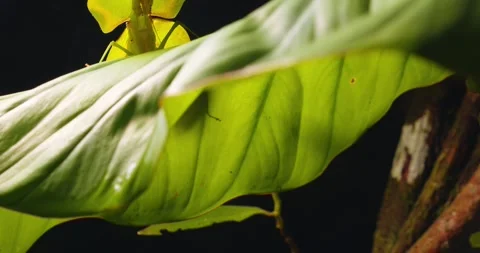 Tilt Up revel of cobra mantis as it show... | Stock Video | Pond5