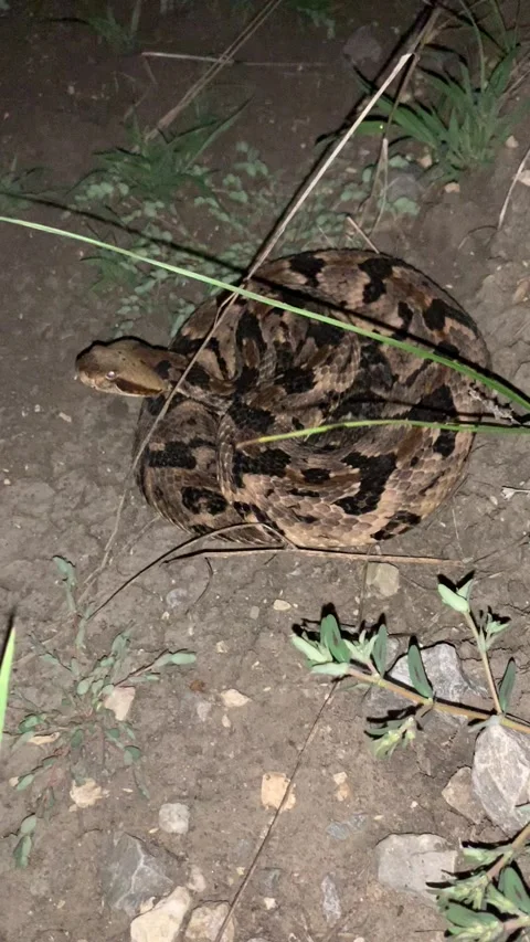 Timber Rattlesnake Unraveling in Texas, ... | Stock Video | Pond5