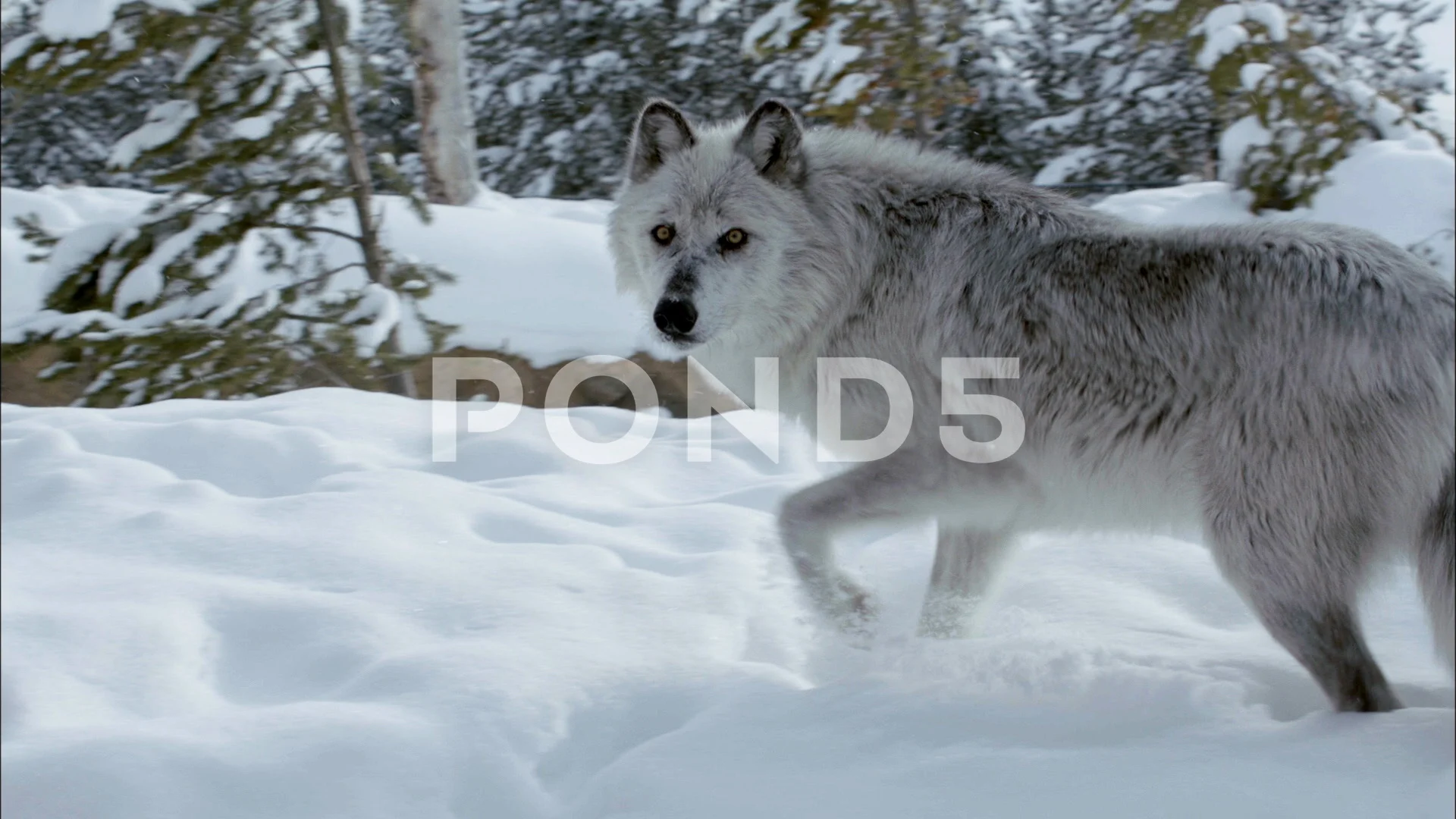 Timberwolf Tracks In Snow