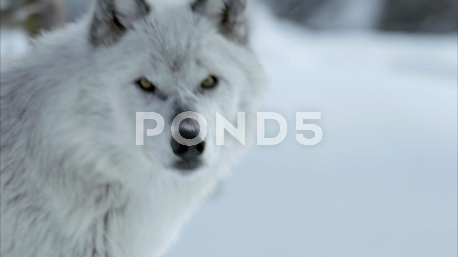 Timberwolf Tracks In Snow