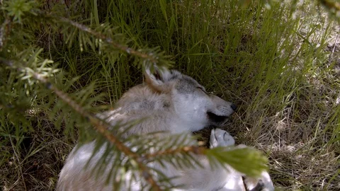 Timber wolf sleeping under a pine tree. | Stock Video | Pond5