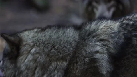 timber wolf snapping and biting closeup ... | Stock Video | Pond5