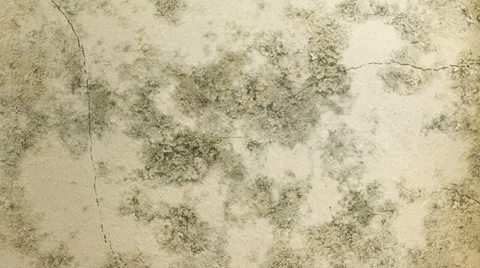 Aging Time Lapse Stock Videos – Royalty-Free HD & 4K Videos | Pond5