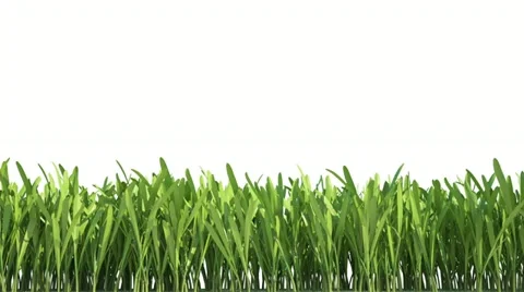 Growing Grass Animation Stock Footage ~ Royalty Free Stock Videos | Pond5