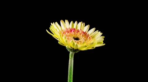 Yellow Daisy Wallpaper Stock Videos – Royalty-Free HD & 4K Videos | Pond5